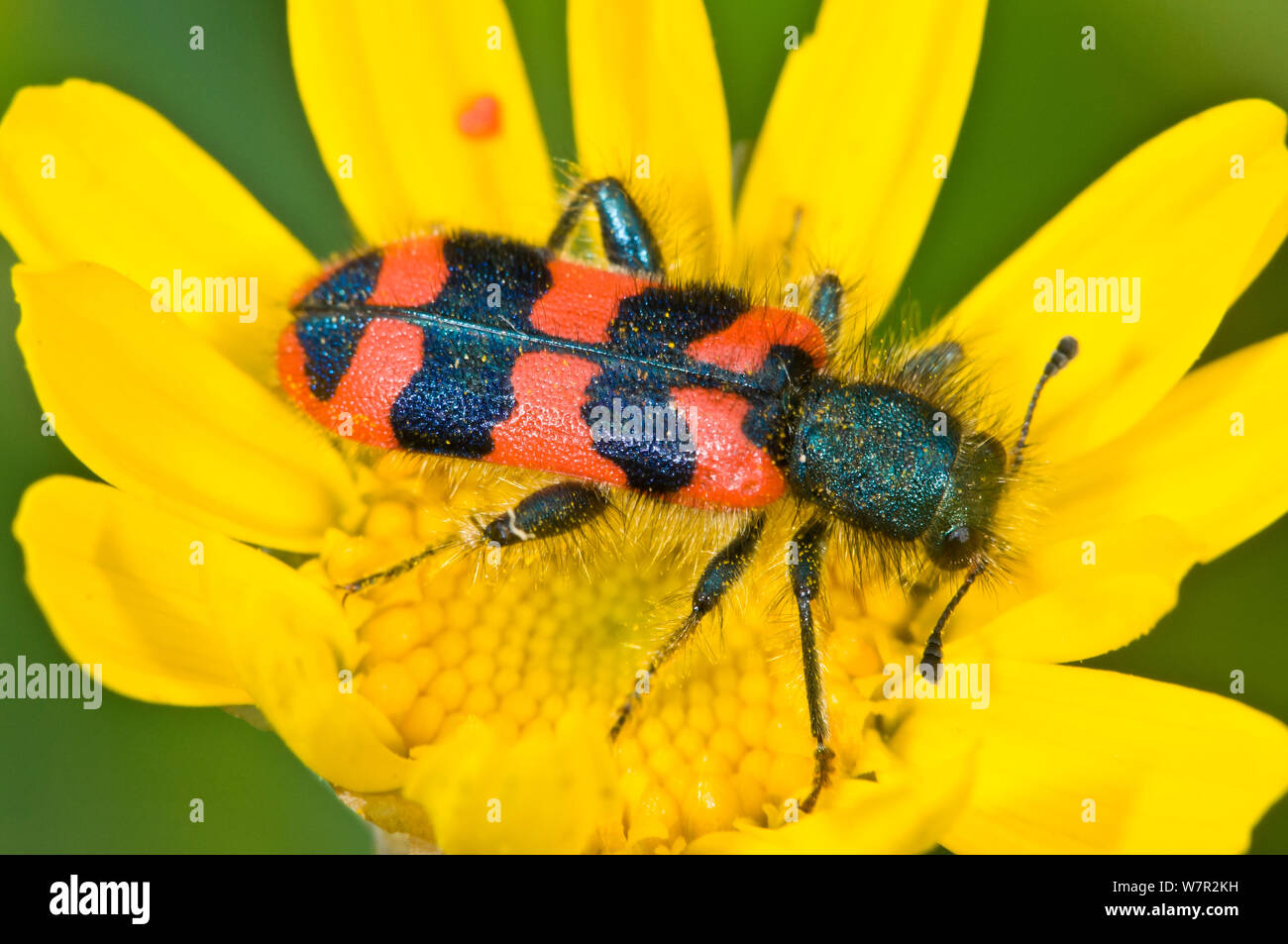 Red and black beetles hi-res stock photography and images - Alamy