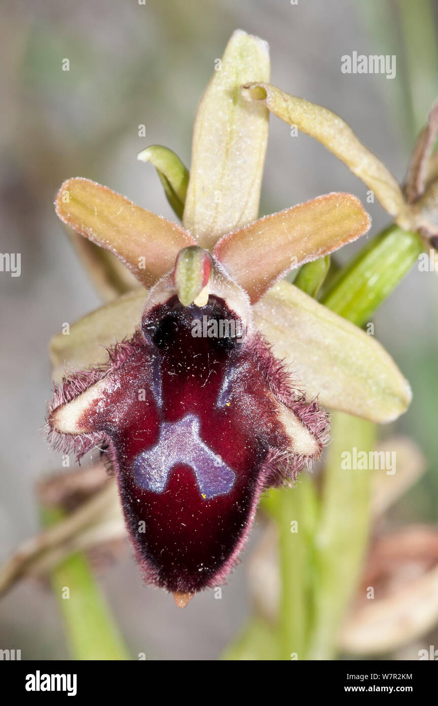 Promontori hi-res stock photography and images - Alamy