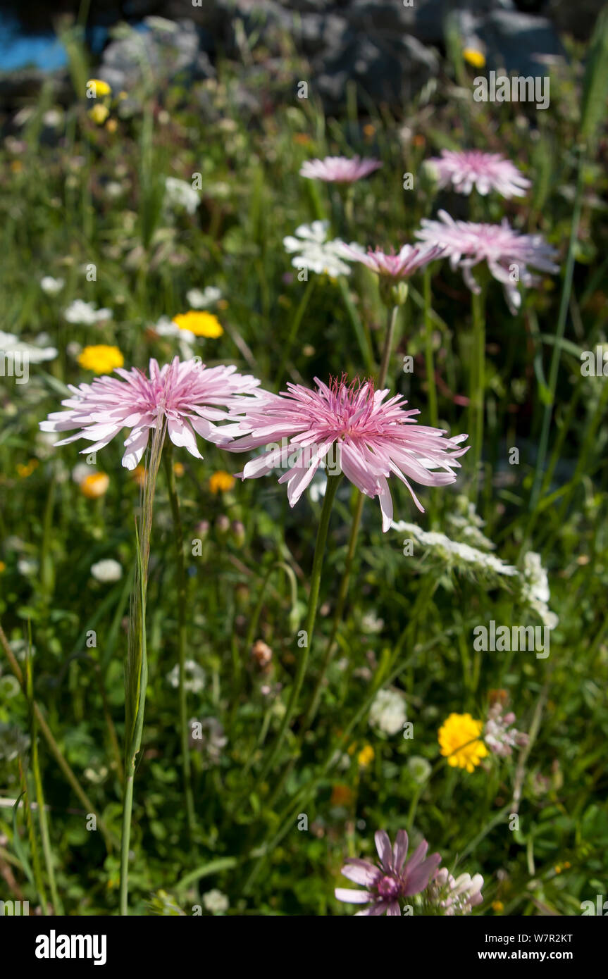 Pink Hawksbeard (Crepis rubra) in flower near Mount St Angelo, Gargano ...