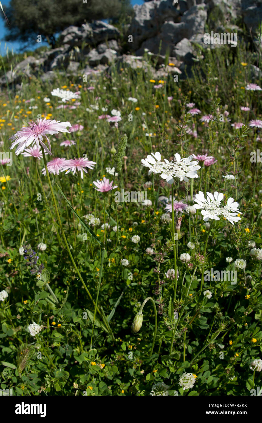 Pink Hawksbeard (Crepis rubra) in flower, near Mount St Angelo, Gargano ...