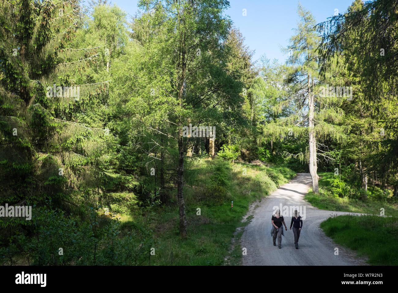 Cycling,and,mountain,biking,trails,at,Grizedale,Forest,The Lakes,Lake ...