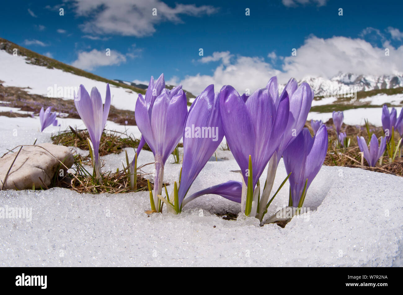 Spring Crocus (Crocus vernus) in flower in snow, Campo Imperatore,Gran ...