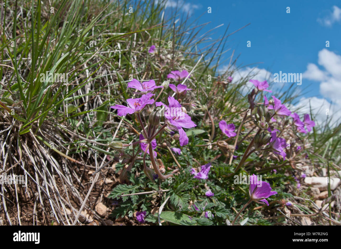 Alpine geranium hi-res stock photography and images - Alamy