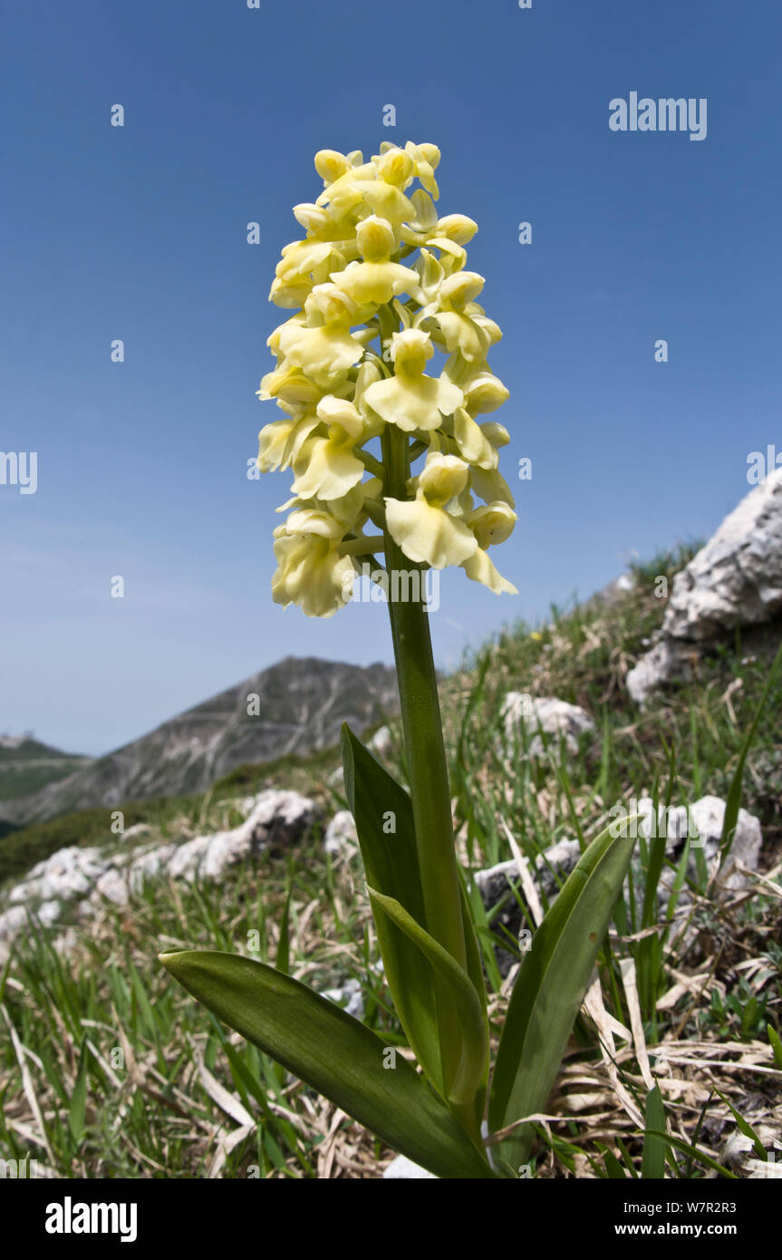 Alpine orchids hi-res stock photography and images - Alamy