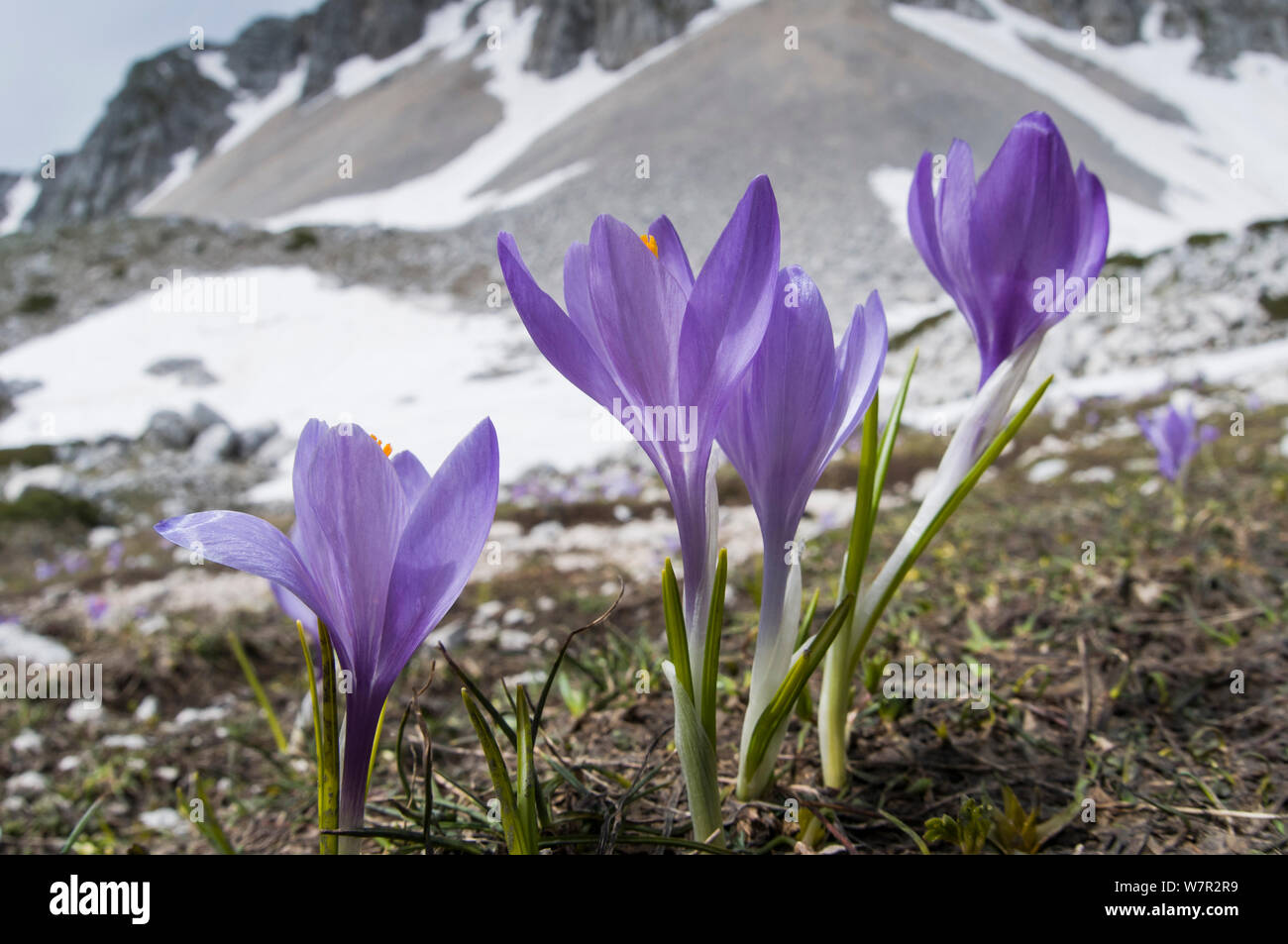 Spring Crocus (Crocus vernus) in flower, at 2000m, Mount Terminillo ...