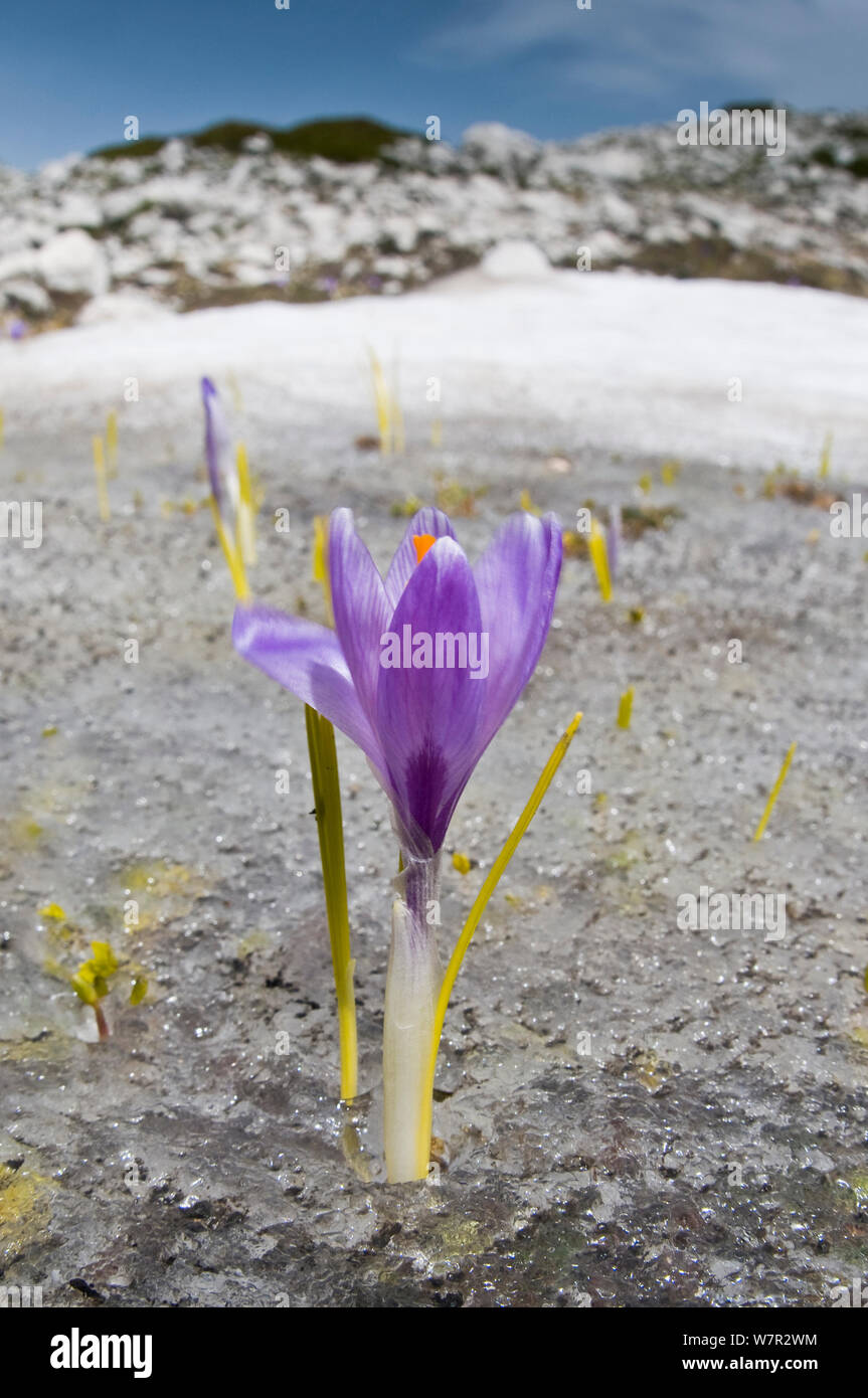 Spring Crocus (Crocus vernus) in flower on Mount Terminillo, Italy, May ...