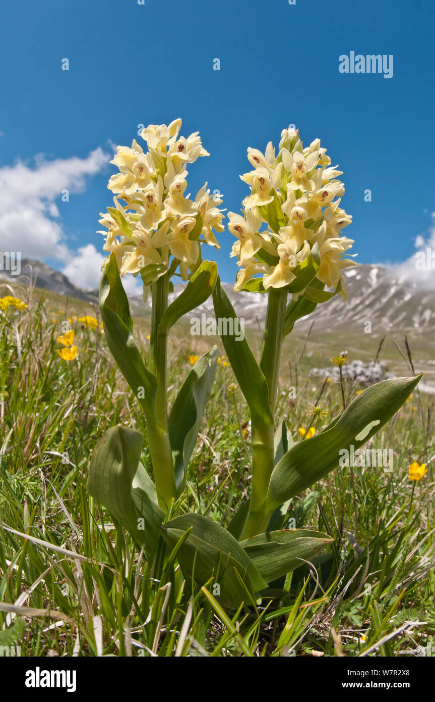 Elder flower orchids italy hi-res stock photography and images - Alamy