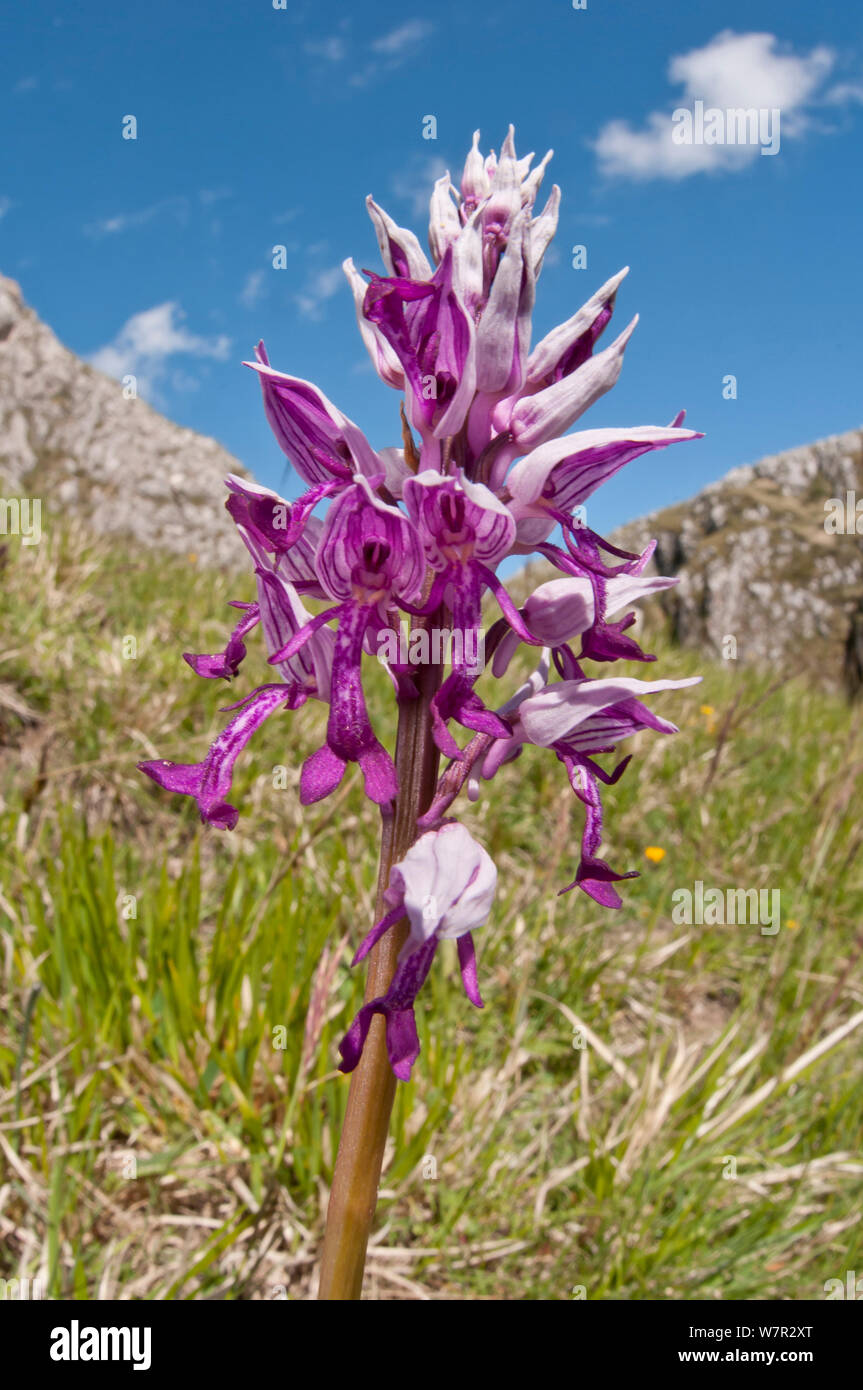 Military Orchid (Orchis militaris) in flower, Campo Imperatore, Gran ...