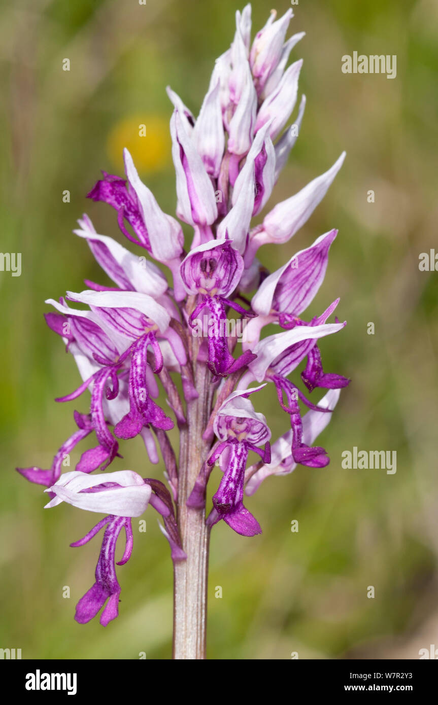 Military Orchid (Orchis militaris) in flower, Campo Imperatore, Gran ...