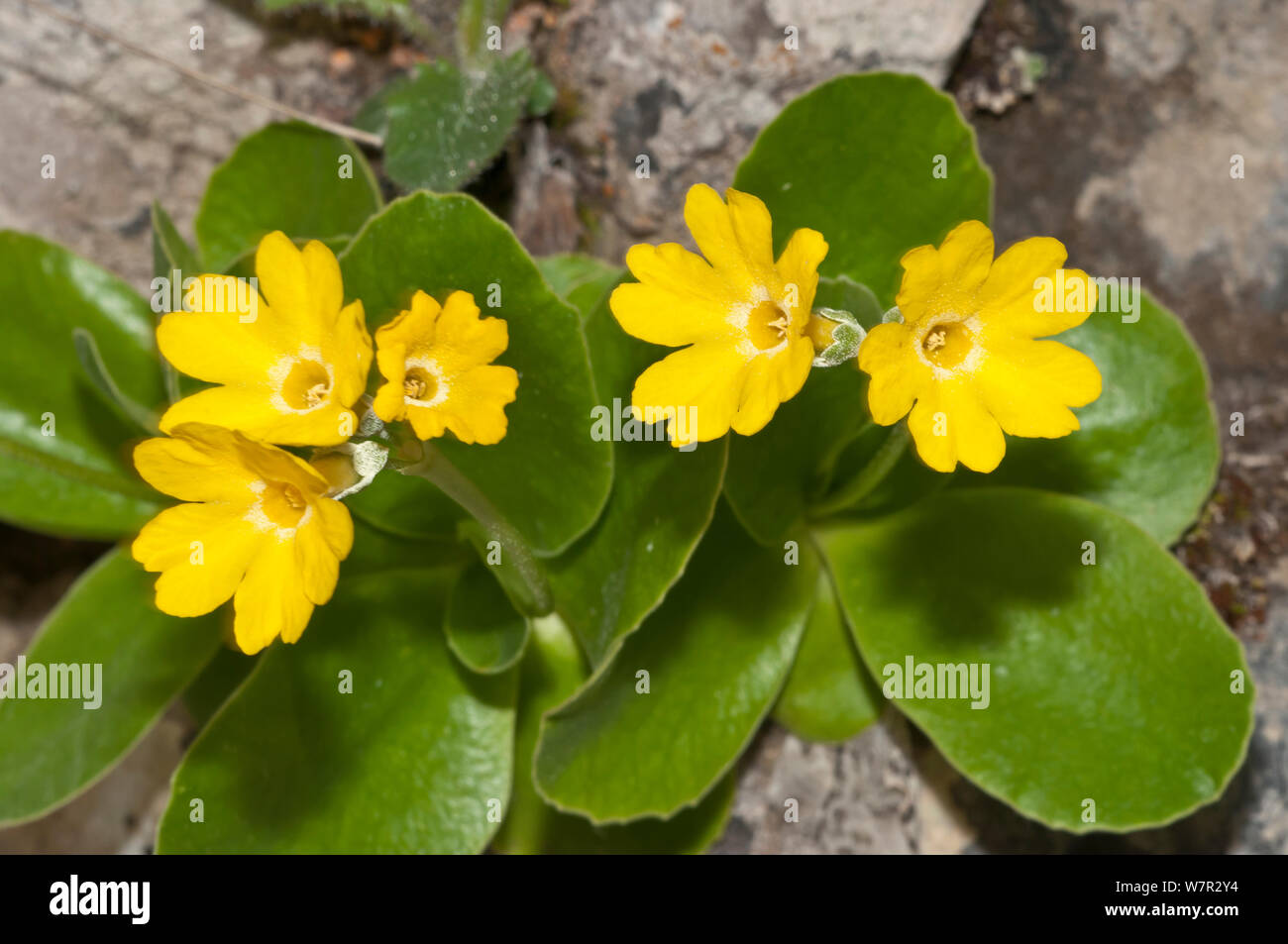 Bear's Ear Primrose (Primula auricula) in flower, Campo Imperatore ...