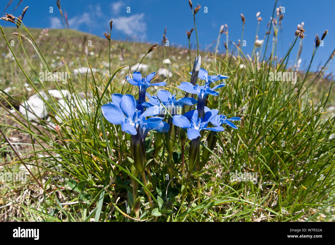 Spring gentian (Gentiana verna) in flower, Mount Vettore, Sibillini ...