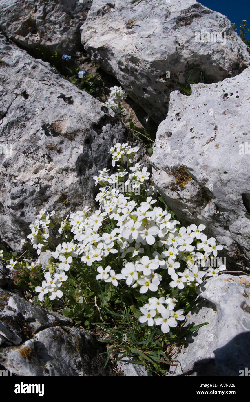 Arabis alpine hi-res stock photography and images - Alamy