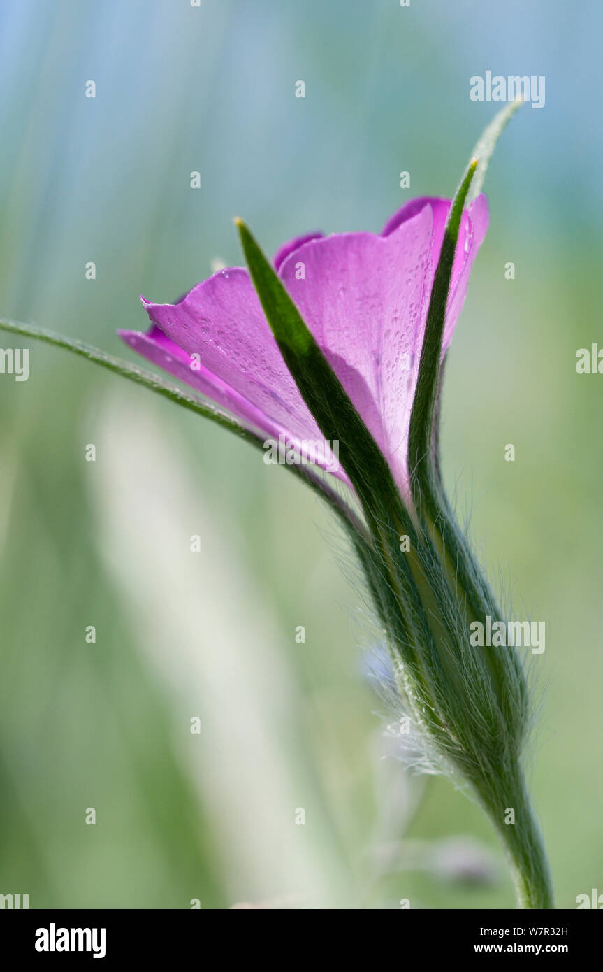 Corncockle (Agrostemma githago) in flower, Piano Grande, Umbria, Italy ...