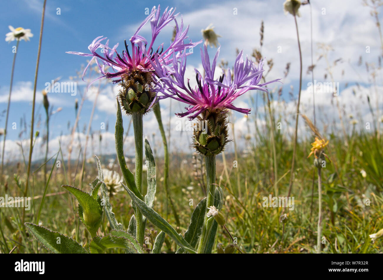 Mountain Cornflower (Centaurea montana) a species of mountain regions ...