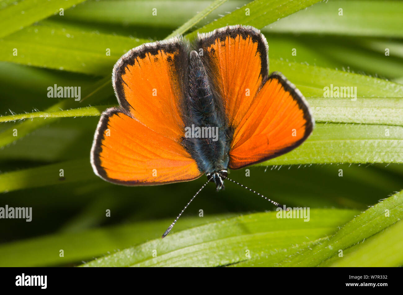 Male scarce copper butterfly hi-res stock photography and images - Alamy