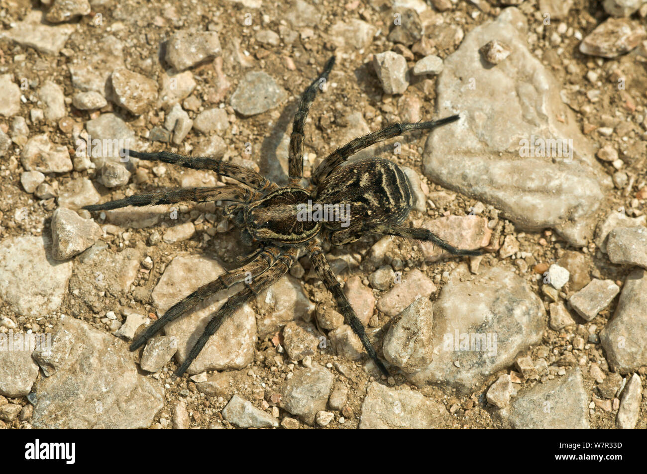 Wolf spiders lycosa narbonensis hi-res stock photography and images - Alamy
