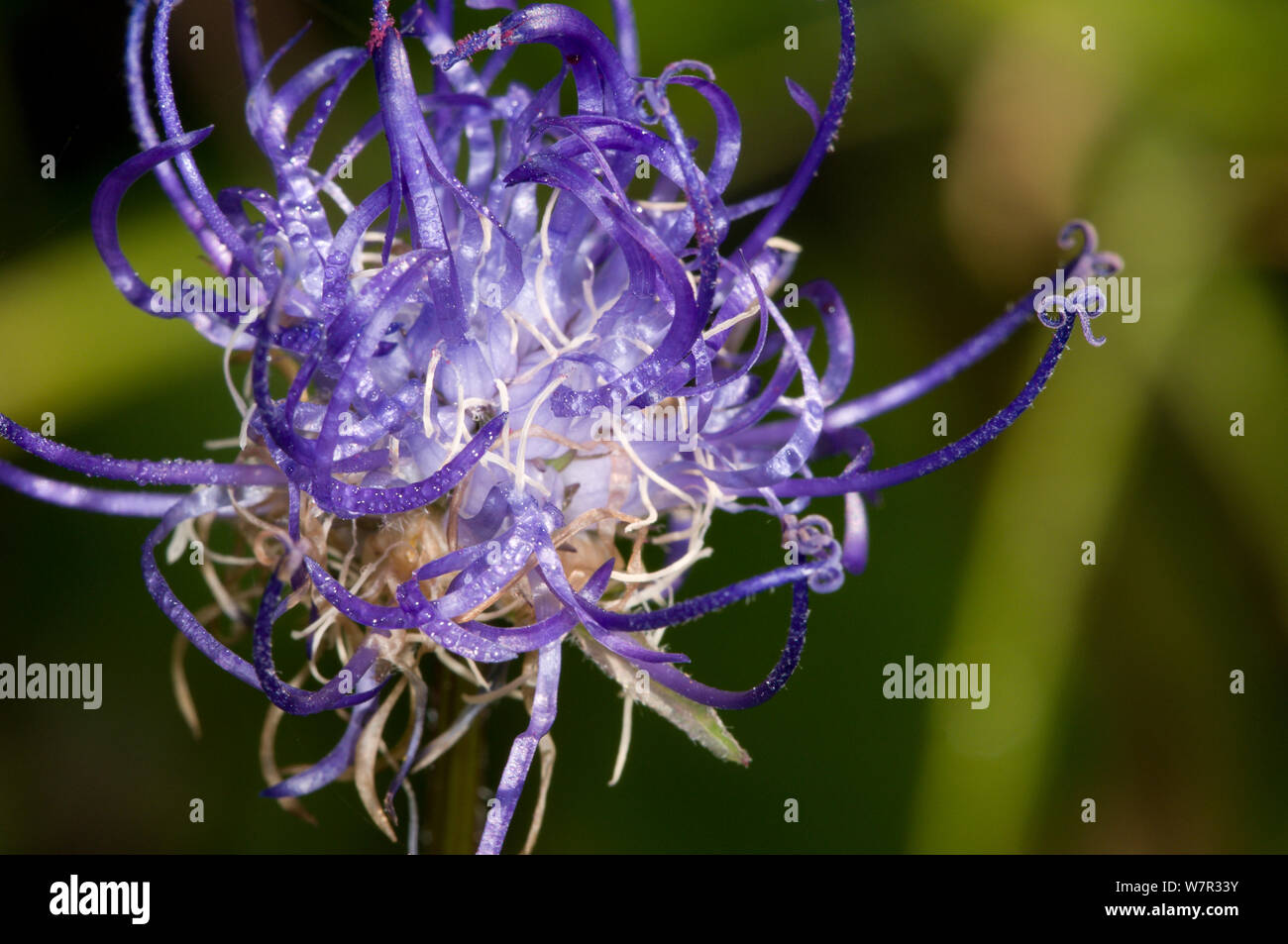 Phyteuma genus hi-res stock photography and images - Alamy