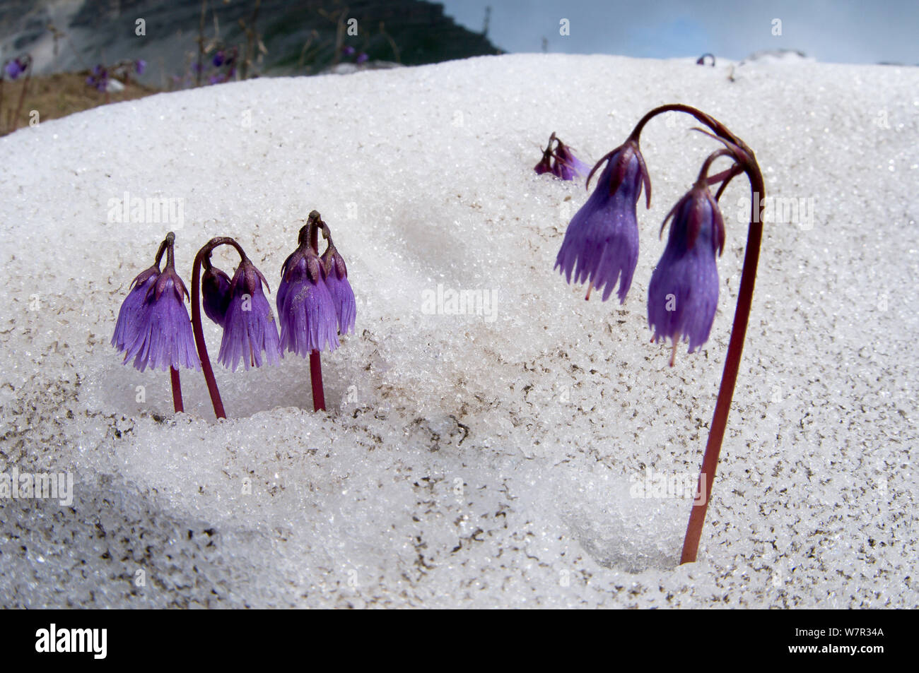 Soldanella alpina hi-res stock photography and images - Alamy