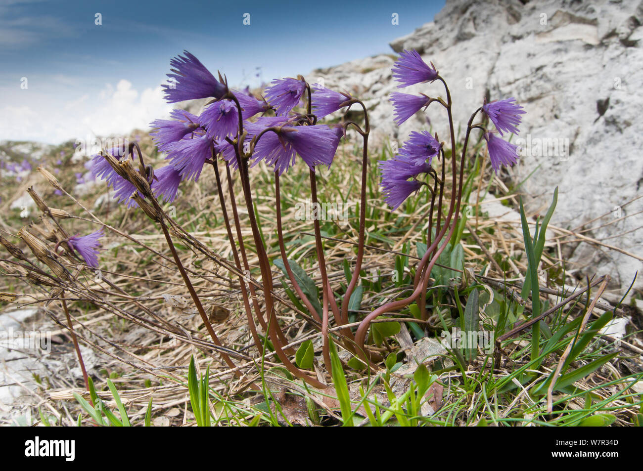 Soldanella alpina hi-res stock photography and images - Alamy