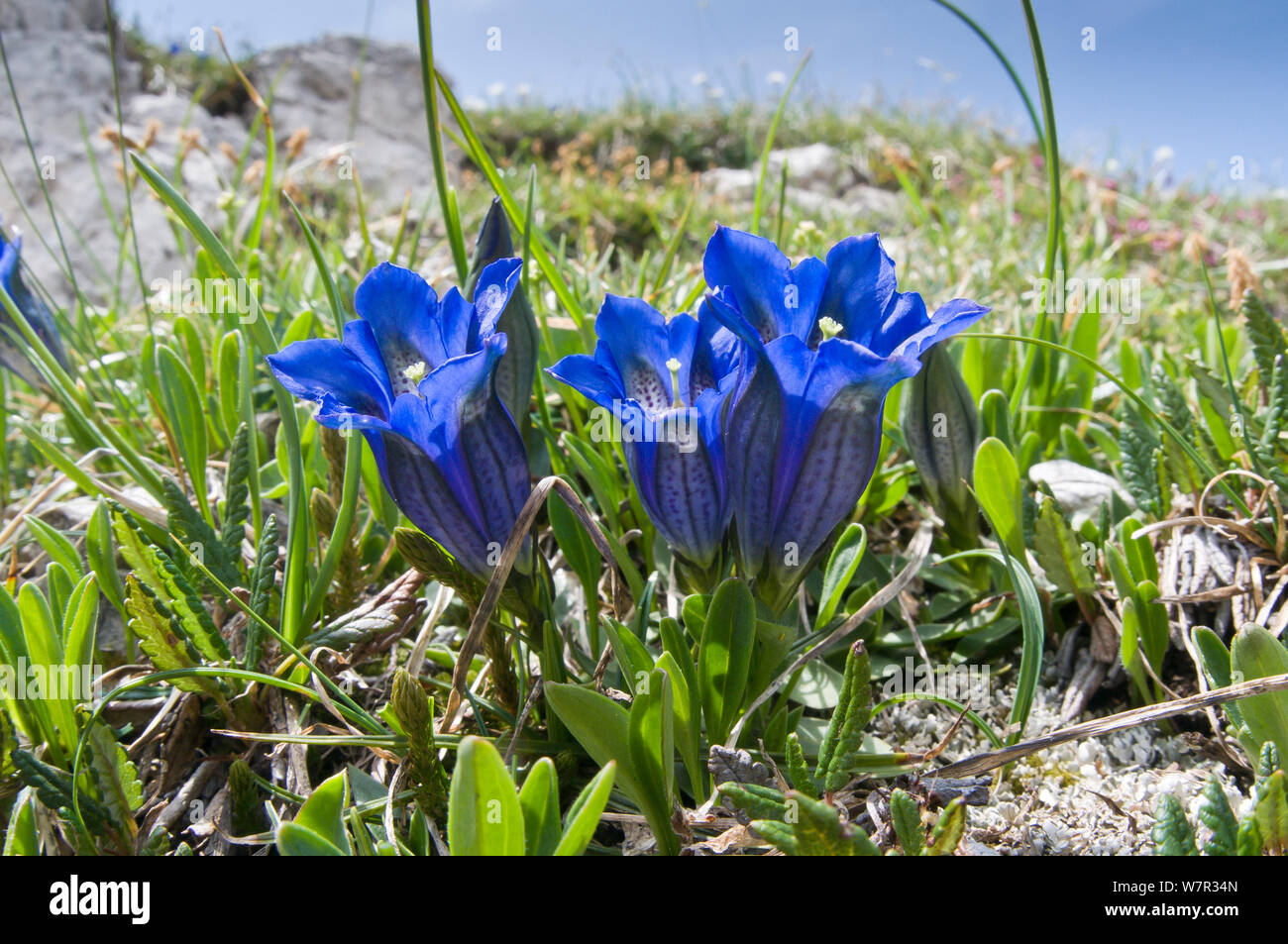 Alpine gentian hi-res stock photography and images - Alamy