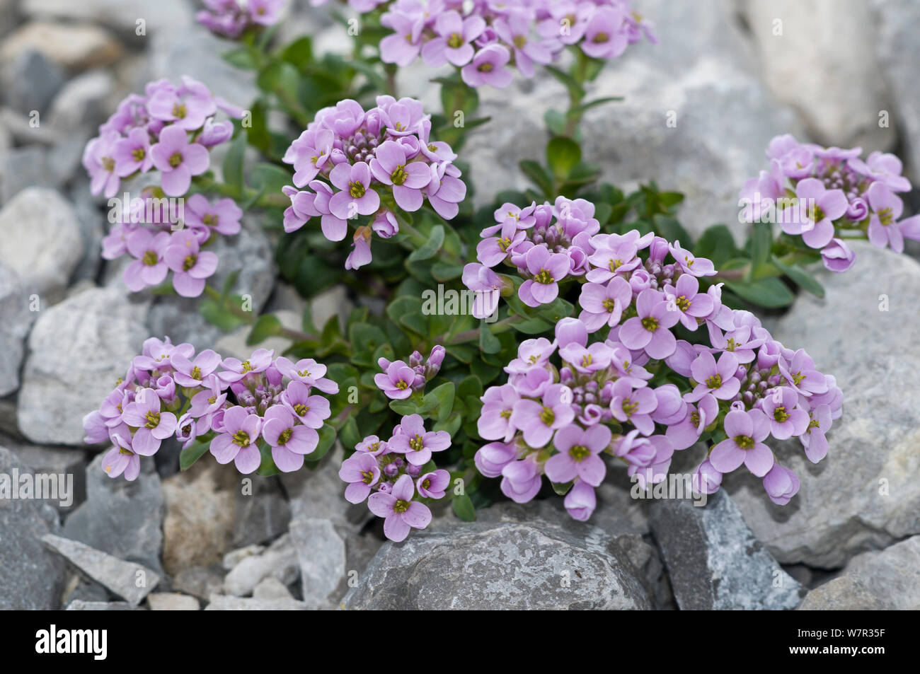 Thlaspi sp hi-res stock photography and images - Alamy