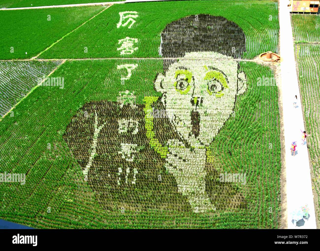 A 3D rice paddy painting is on display at paddy fields in Shenyang city ...