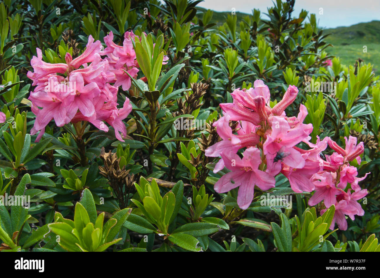 Alpenrose (Rhododendron ferrugineum) in flower, pink, Monte Spinale ...