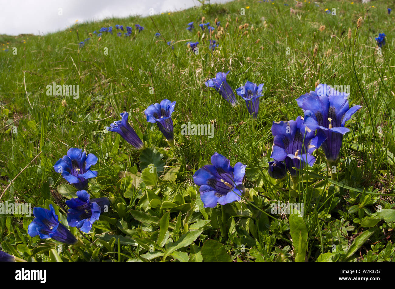 Trumpet Gentian (Gentiana acaulis) in flower, Monte Spinale, alpine ...