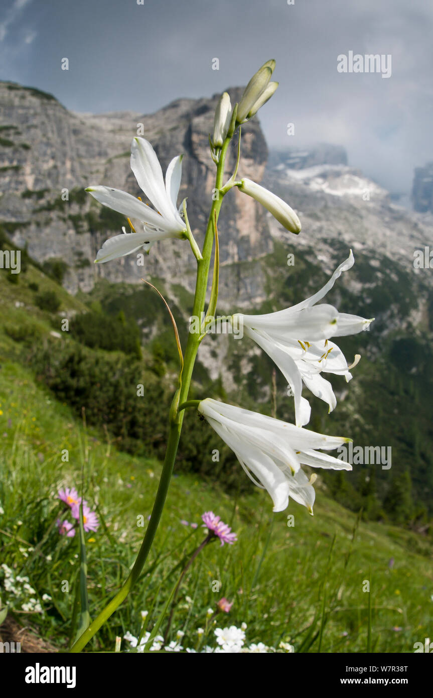 St Bruno's Lily (Paradisea liliastrum) in flower, Monte Spinale, alpine ...