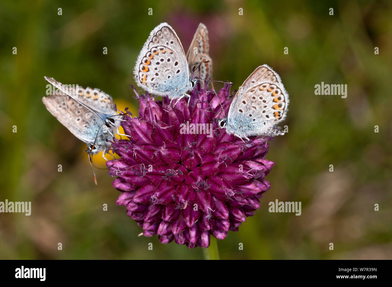 Alpine butterflies hi-res stock photography and images - Alamy