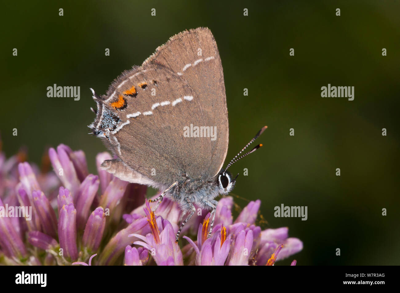 Alpine butterflies hi-res stock photography and images - Alamy