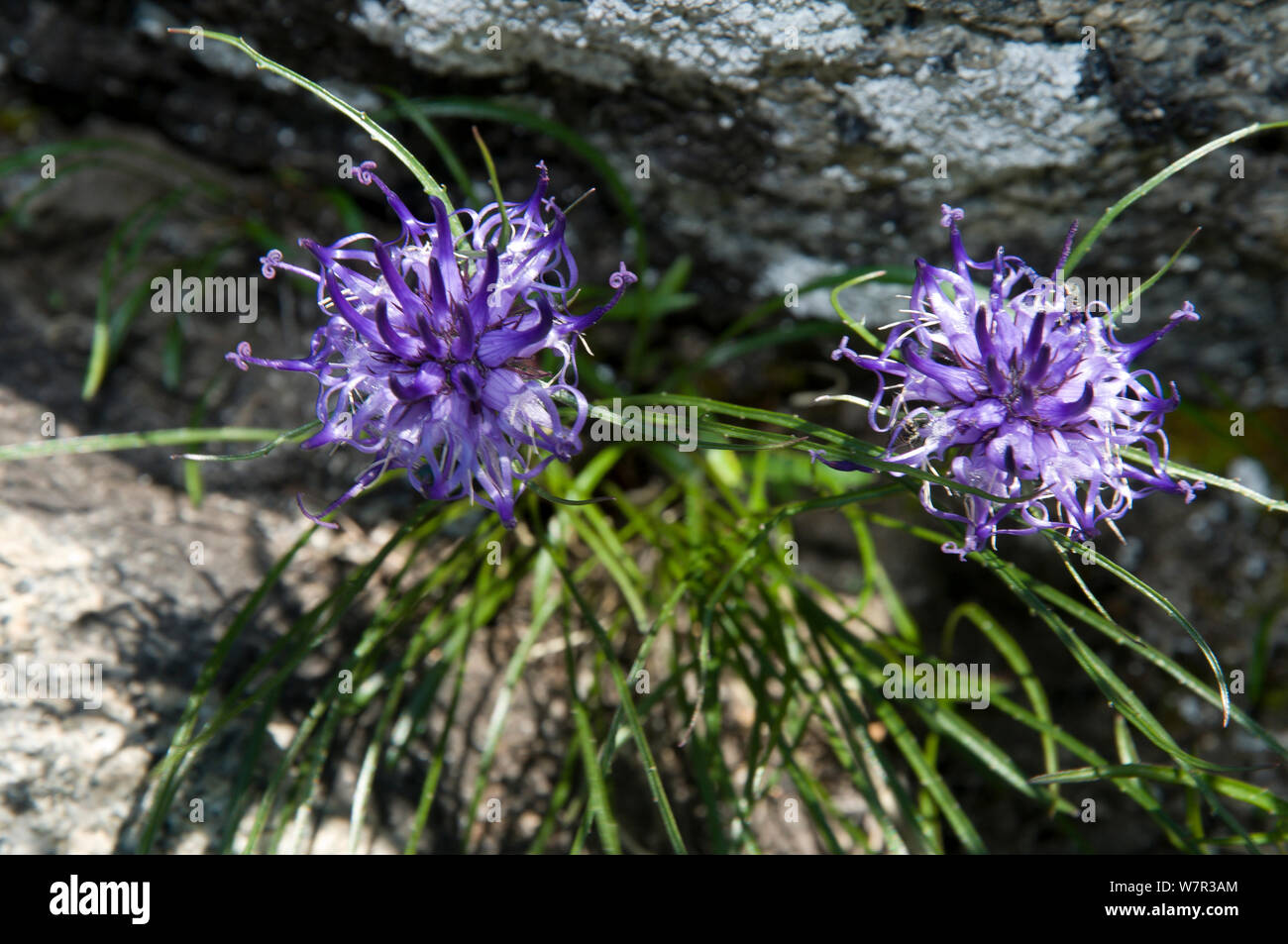 Rampion flowers hi-res stock photography and images - Alamy