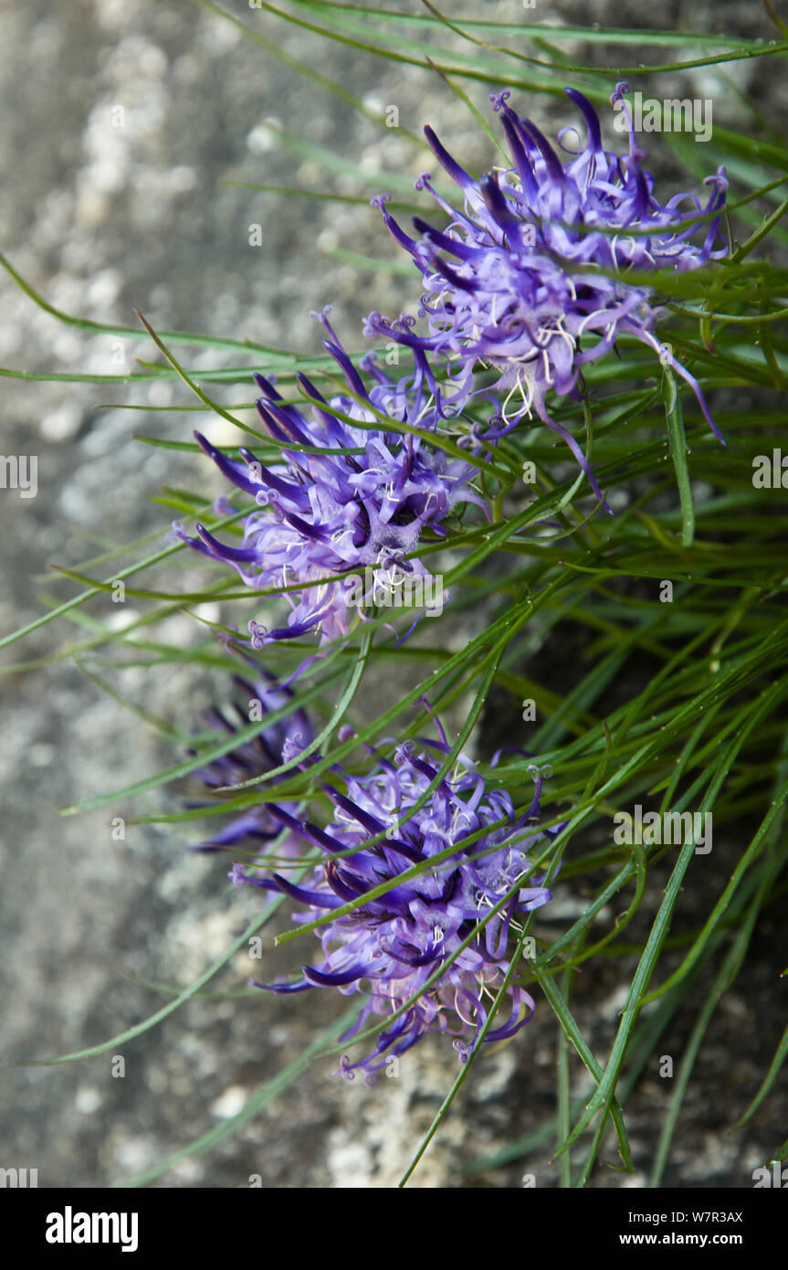 Rampion flowers hi-res stock photography and images - Alamy