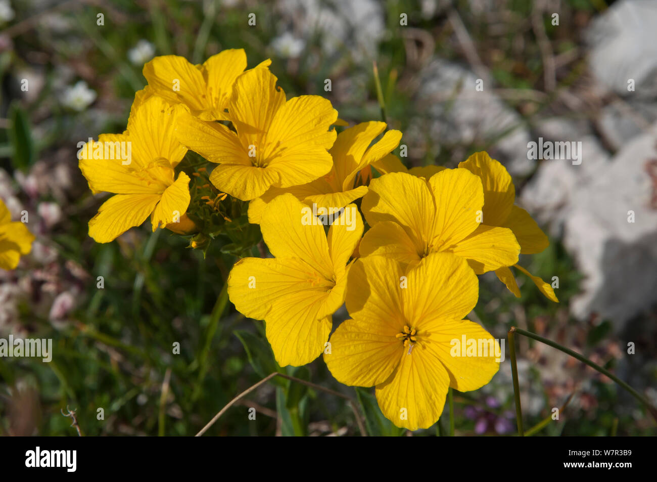 Linum sp hi-res stock photography and images - Alamy