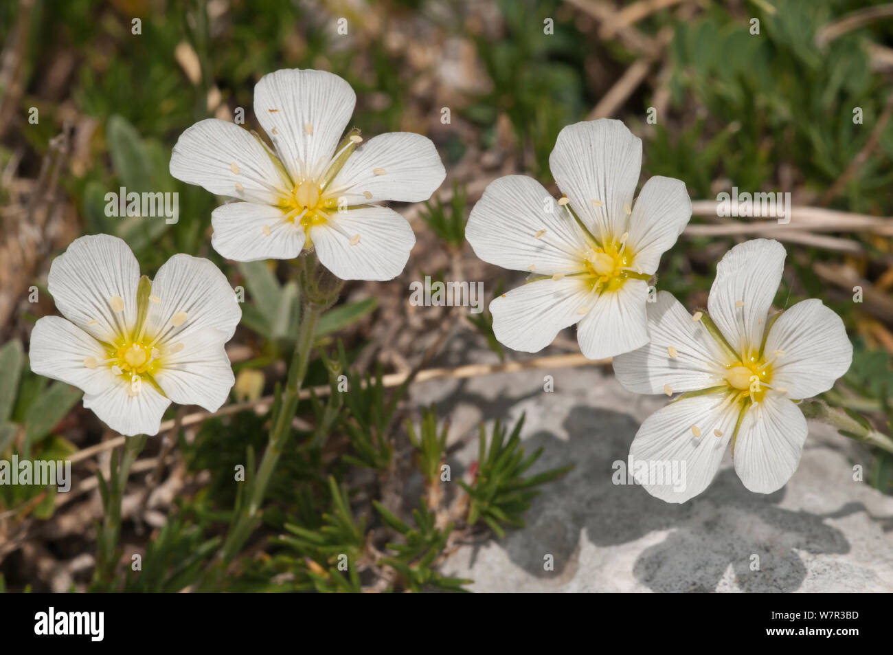 Saxifragaceae hi-res stock photography and images - Alamy
