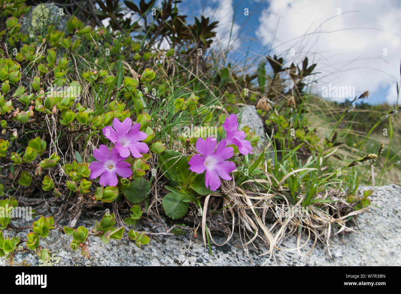 Hairy Primrose (Primula hirsuta) in flower, above Lago Ritorto, Madonna ...