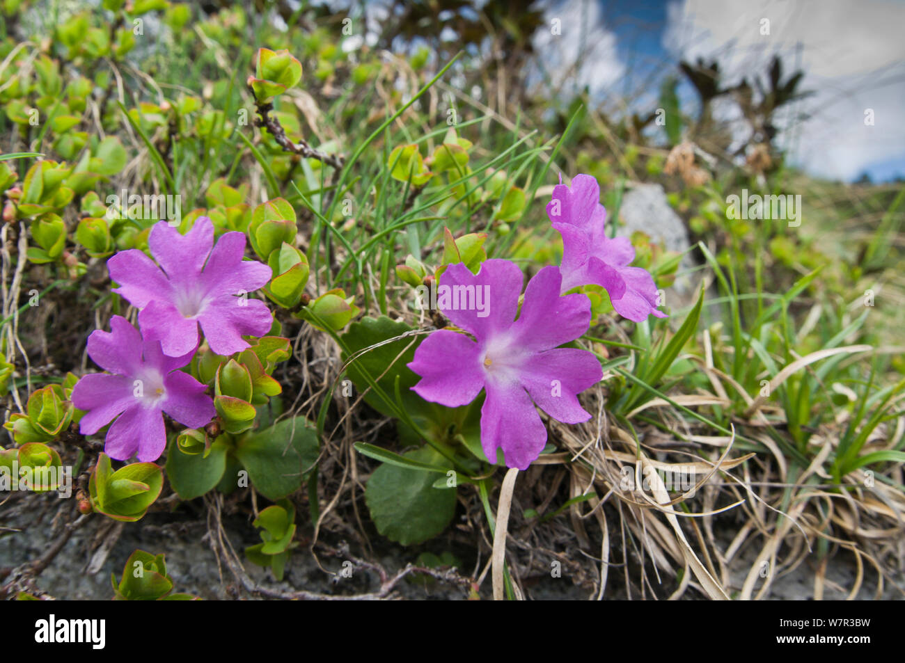 Hairy primrose primula hirsuta hi-res stock photography and images - Alamy