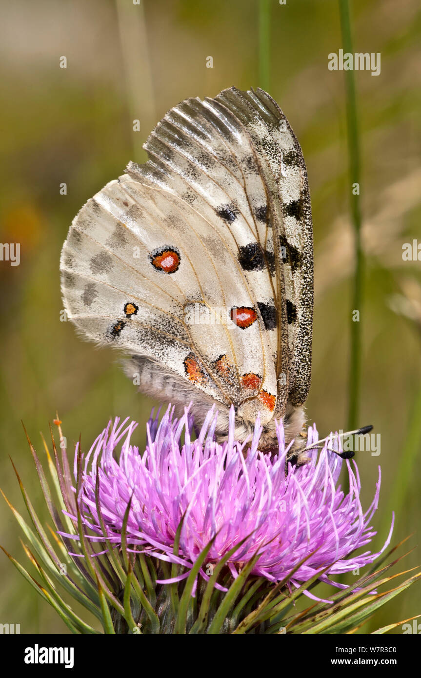Alpine butterflies hi-res stock photography and images - Alamy