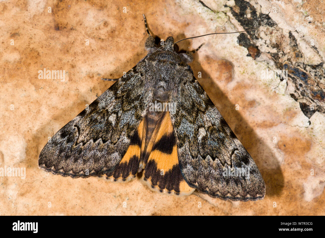 Underwing moth (Catocala nymphaea) Brenta range, Dolomites, Italy, July ...