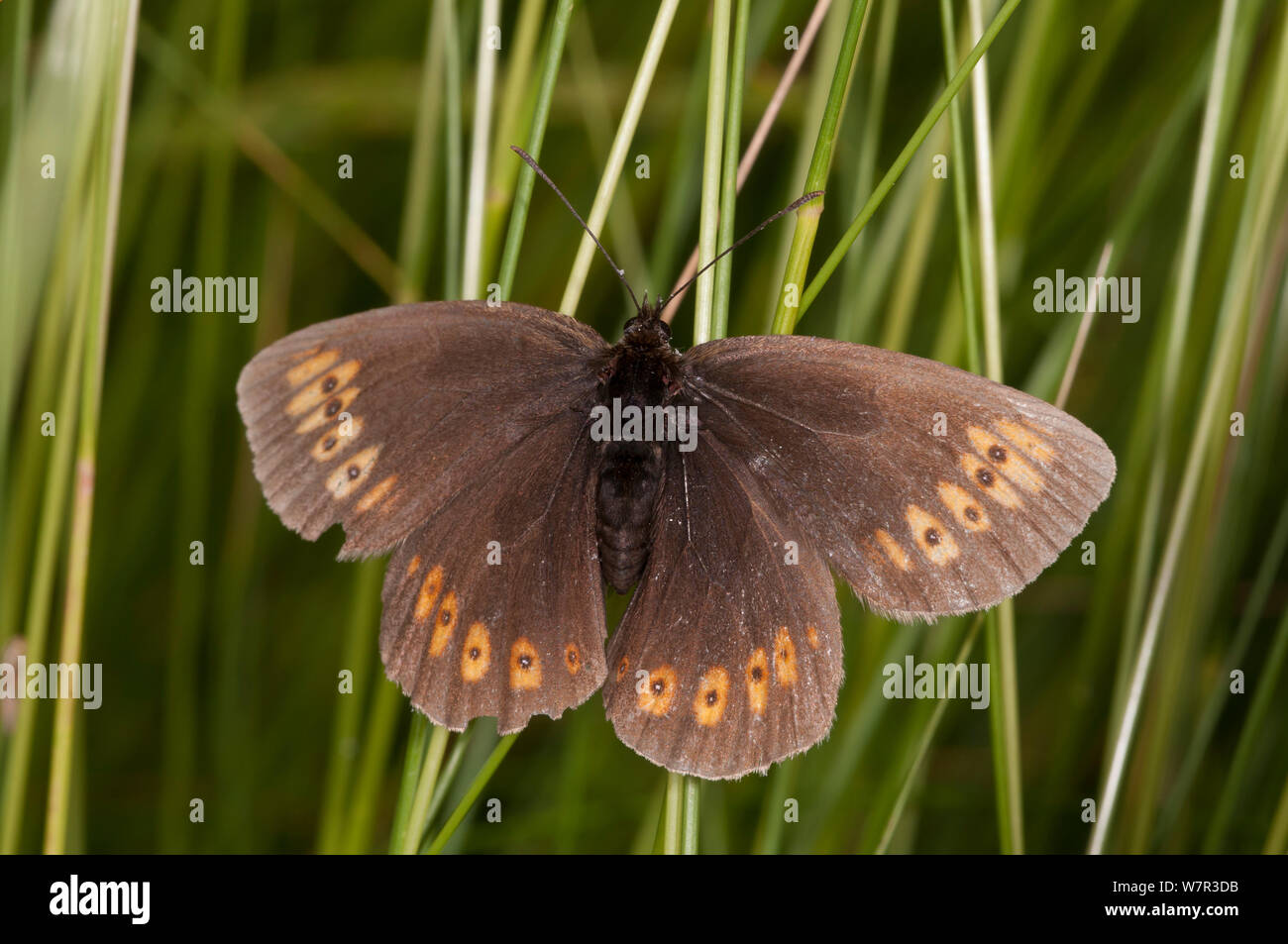 Ringlet butterfly hi-res stock photography and images - Alamy