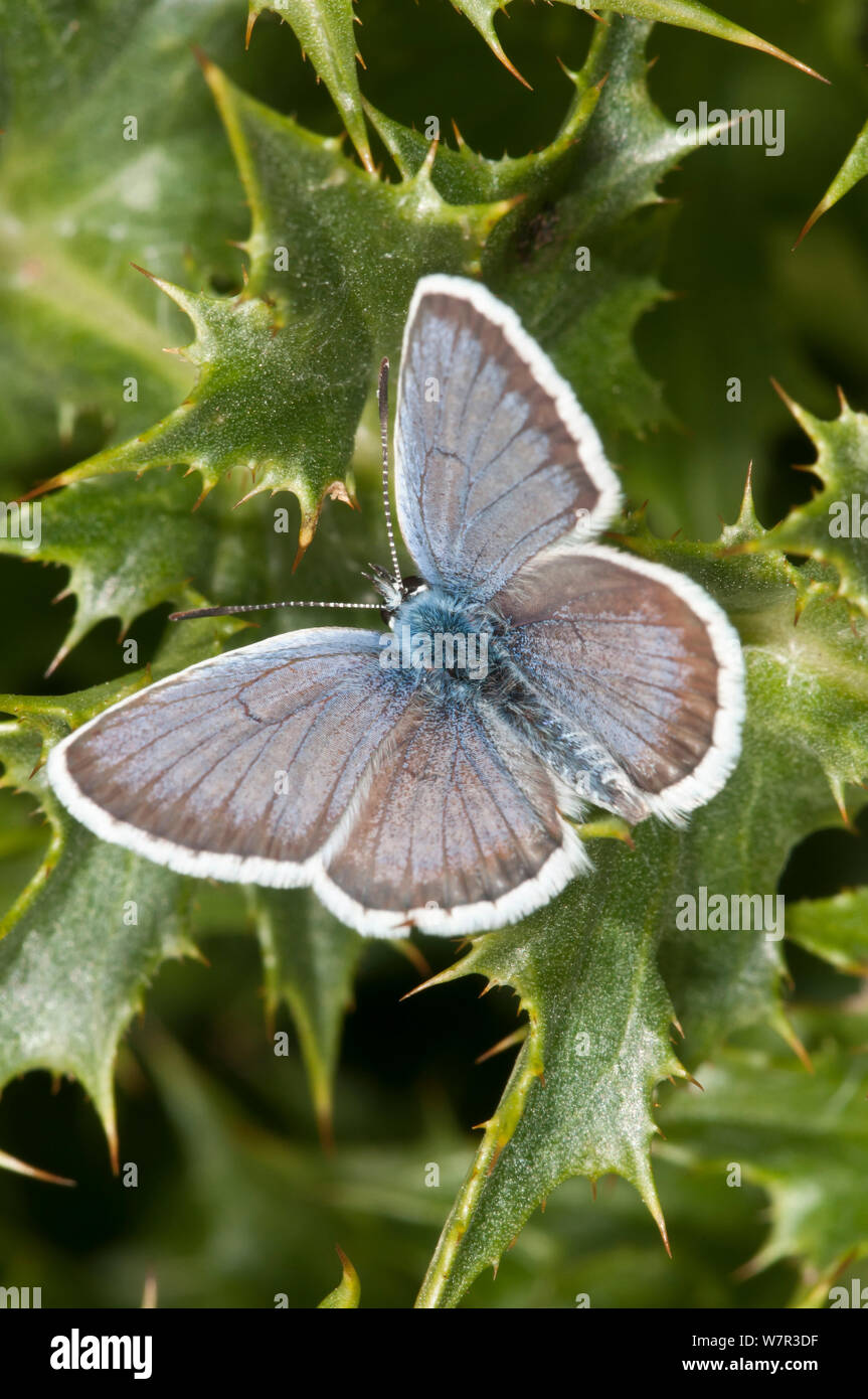 Silver-studded blue butterfly (Plebejus argus) Campo Imperatore, Gran ...