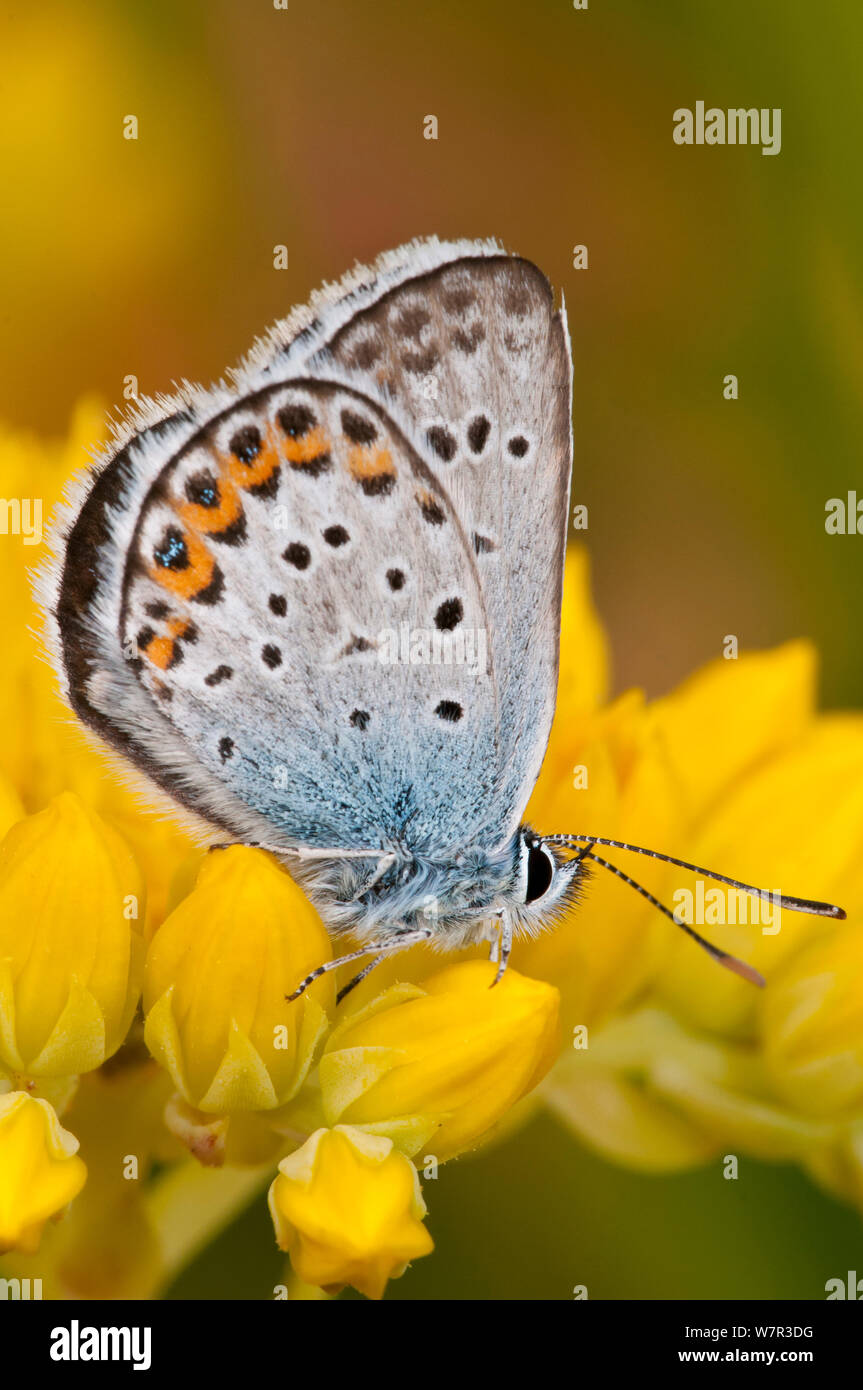 Silver-studded blue butterfly (Plebejus argus) Campo Imperatore, Gran ...