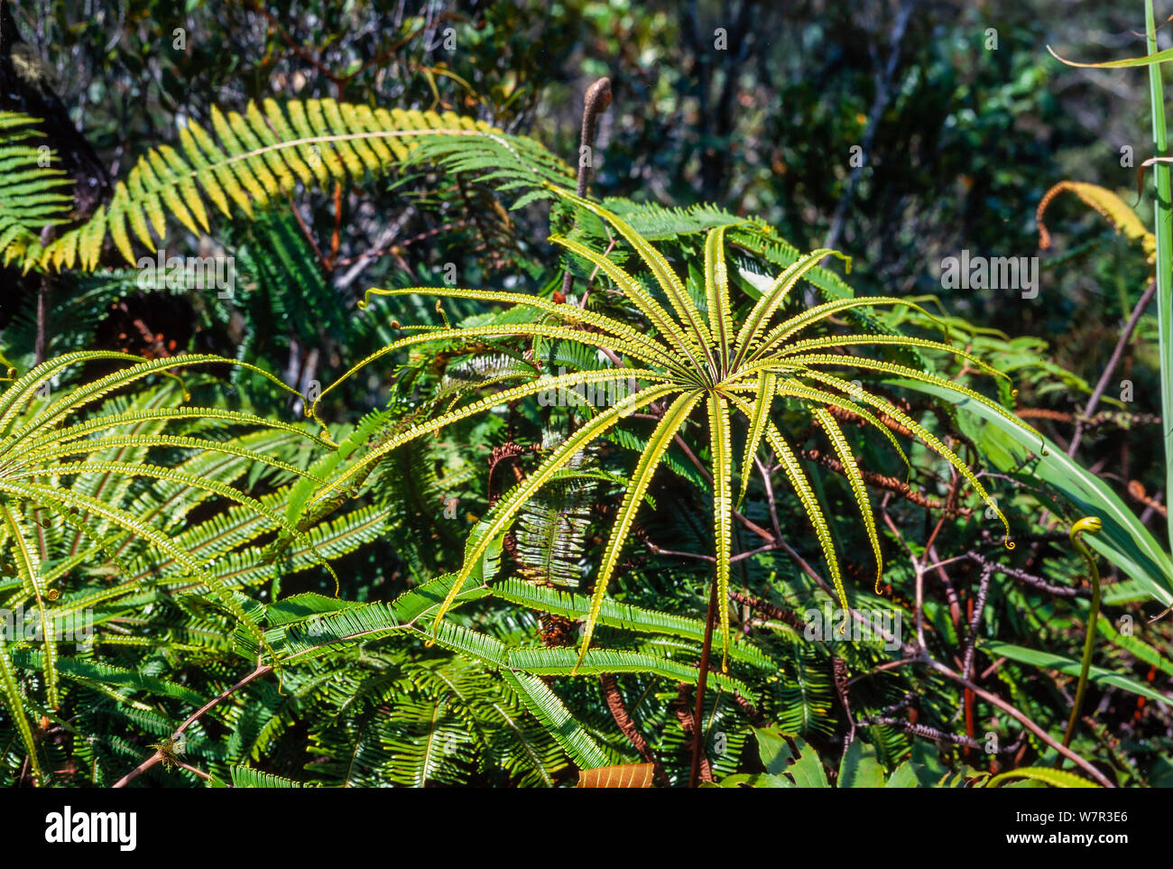 Matonia High Resolution Stock Photography and Images - Alamy