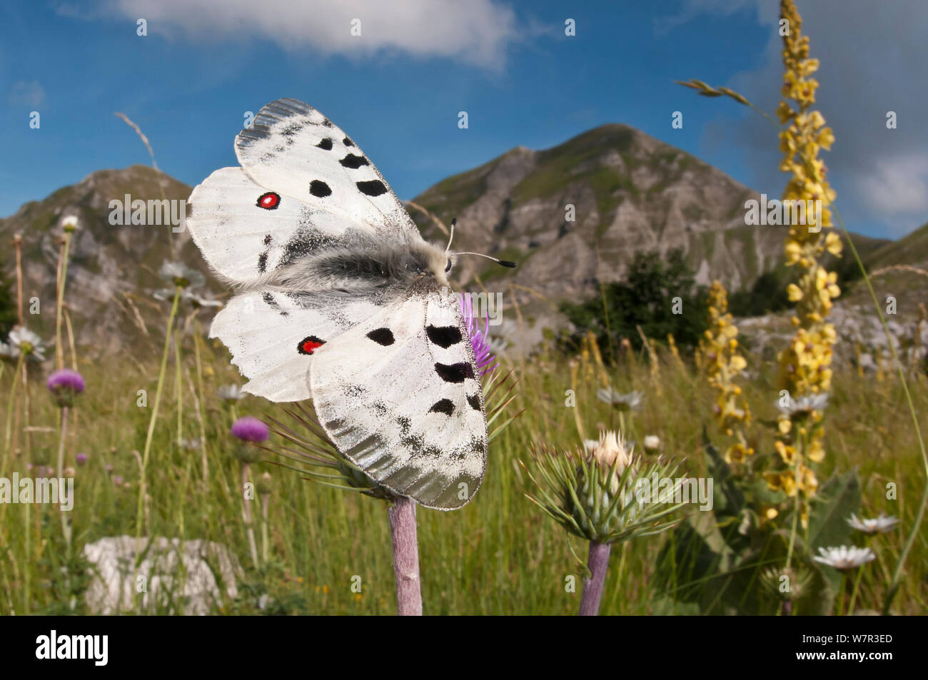 Alpine butterflies hi-res stock photography and images - Alamy