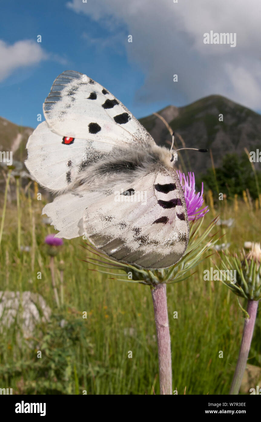 Parnasius hi-res stock photography and images - Alamy