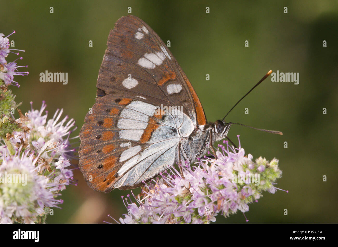 Butterflies of southern italy hi-res stock photography and images - Alamy