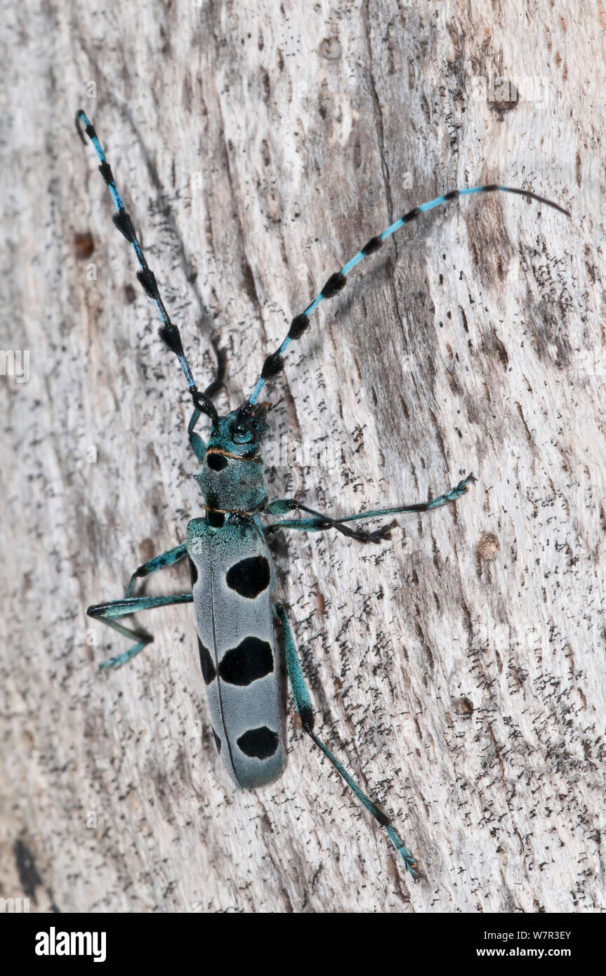 Alpine Longhorn Beetle (Rosalia alpina) a rare and protected longhorn ...