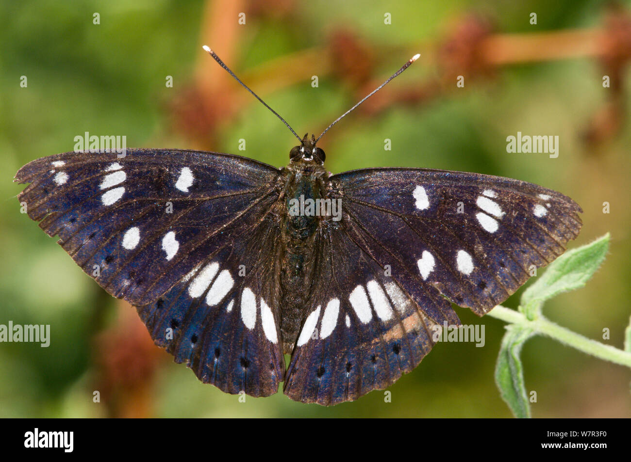 Butterflies of southern italy hi-res stock photography and images - Alamy