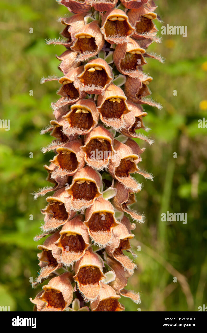 Digitalis ferrugineum hi-res stock photography and images - Alamy