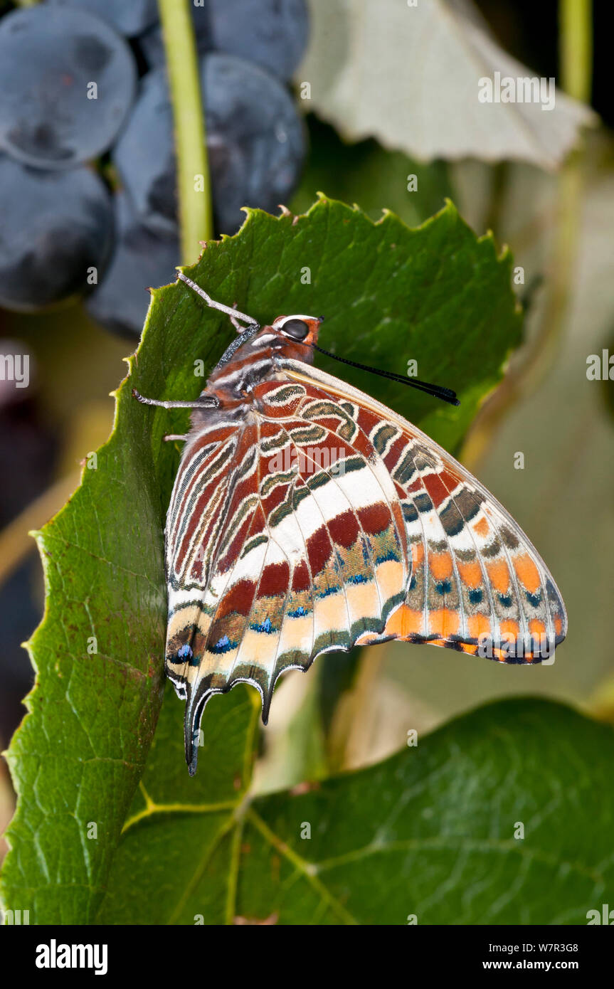Two-tailed Pasha butterfly (Charaxes jasius) resting on leaf, Podere ...